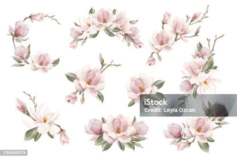 밝은 분홍색 목련 꽃 새싹 가지 및 잎이 있는 구성 세트 봄 꽃 수채화 그림 0명에 대한 스톡 벡터 아트 및 기타 이미지 0
