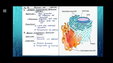 biology viii 2 3 1 25 youtube