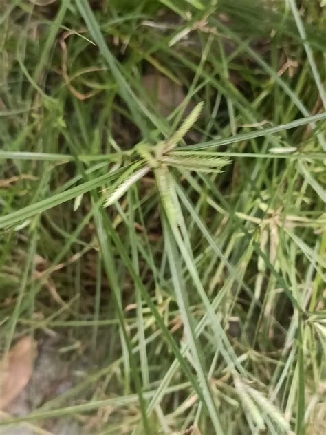 How To Grow Cyperus Compressus Earthone