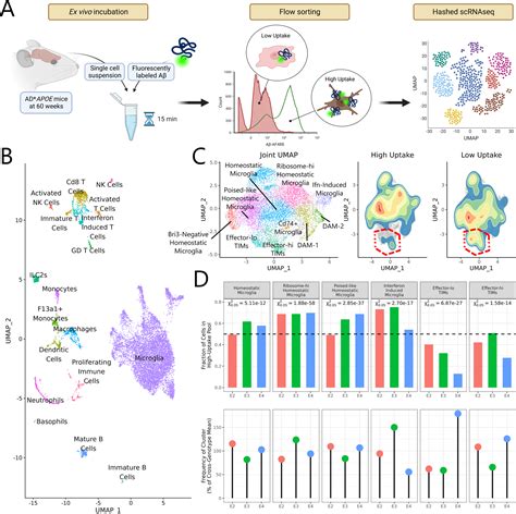 An Exhausted Like Microglial Population Accumulates In Aged And Apoe4