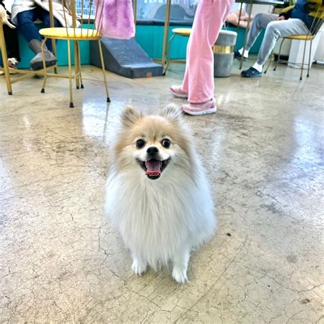 포메라니안 두부 강아지책임분양♥ 아이조아 유기방지입양 파양 강아지보호소 고양이보호소 무료분양센터