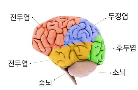 뇌졸중 3년이내 재발률 10 방심은 금물