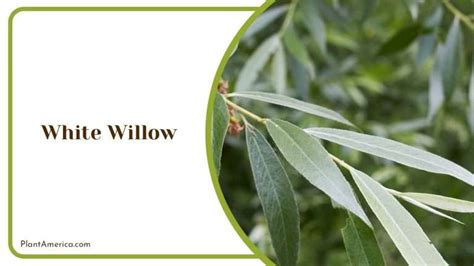 15 Types Of Willow Trees Variants You Must See To Believe Plant America