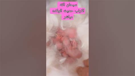 الارنب حديث الولاده مباشر سبحان الله العظيم Youtube
