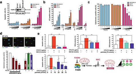 Fasn Inhibition Promotes High Levels Of Apoptotic Cell Death In