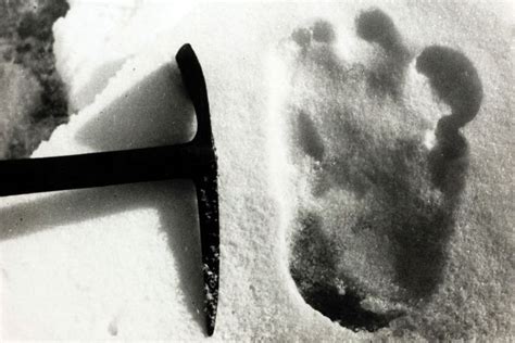 Uncovering The Mystery Of The Elusive Yeti