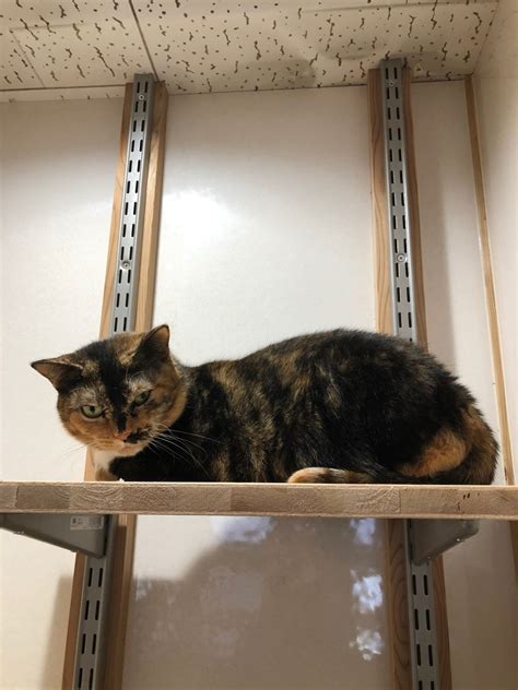 長崎ねこの会♡保護猫シェルターに行きました