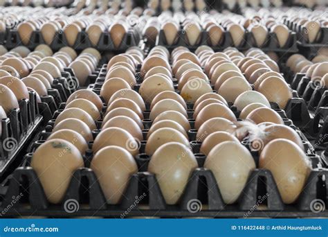 Huevos En Las Cajas De Cart N Apiladas En Filas En Mercado Foto De