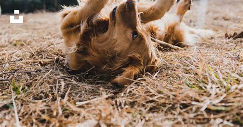 바닥에 누워있는 성인 골드 골든 리트리버 사진 Unsplash의 무료 개 이미지