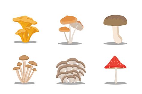 만화 스타일의 다양한 식용 버섯과 두꺼비 도구의 야생 컬렉션 가을에 대한 스톡 벡터 아트 및 기타 이미지 가을 개성 개념