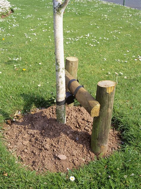 Staked Tree Stock Image B6300388 Science Photo Library