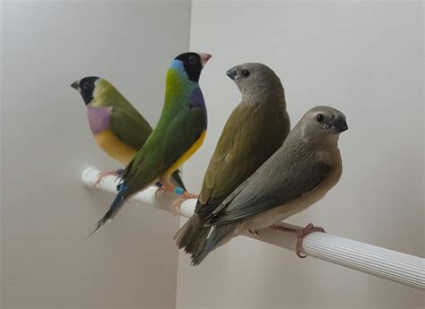 Part 4 Gouldian Finch Breeding Planet Aviary