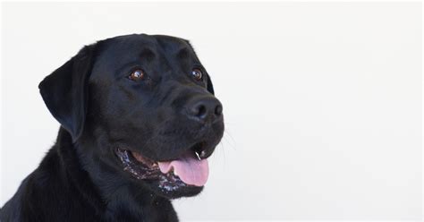 Contact Success Veterinary Hospital