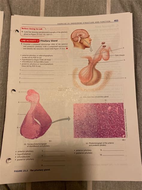 solved 403 exercise 25 endocrine structure and function