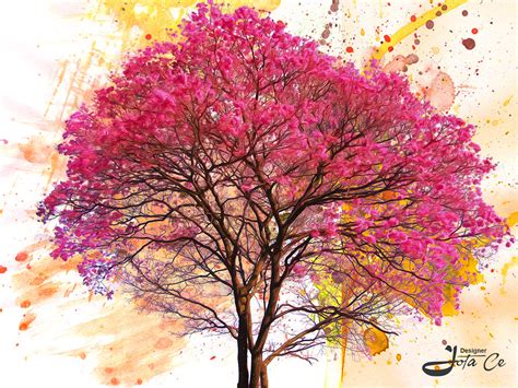 Maquilishuat Arbol Nacional De El Salvador Behance