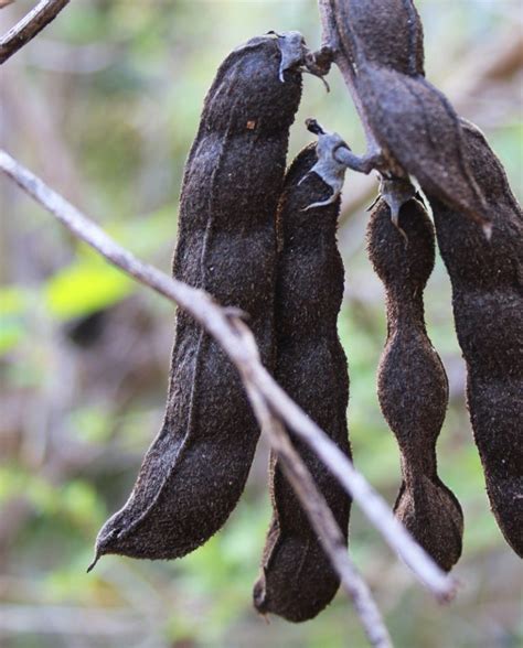 Boost Your Testosterone With Velvet Beans The Grow Network The Grow Network