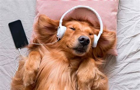 Música Una herramienta que ayuda a calmar a los perros El Aragueño