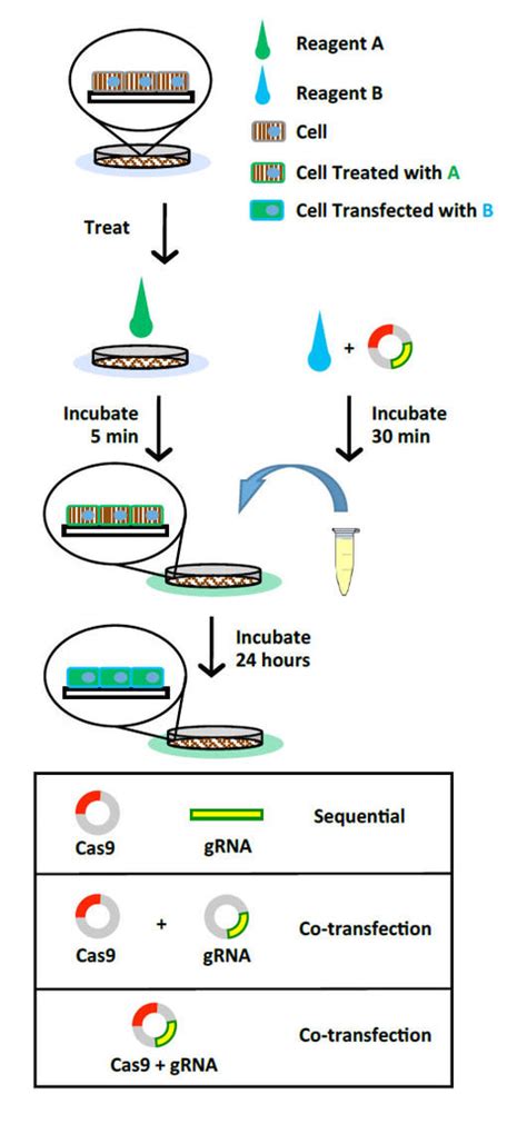 Snapfect™ Crispr Transfection Protocol Organolinx