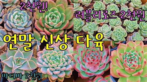 하니다육 23년 마지막 신상 다육 러블리로즈 2천원 010 8061 7494 24시간 문자 주문 가능 Youtube