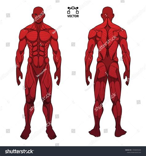 Anatomy Human Male Man Body Front 스톡 벡터로열티 프리 1355835344 Shutterstock
