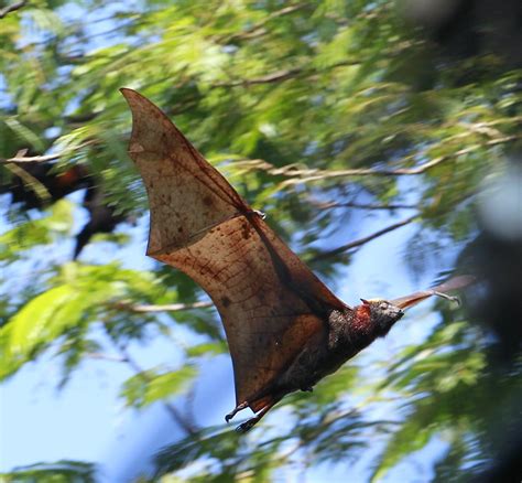 Golden Crowned Flying Fox