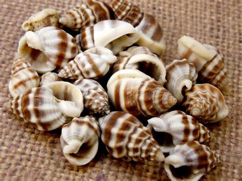 Nassarius Pyrhum Whole Shell Sea Shells Etsy