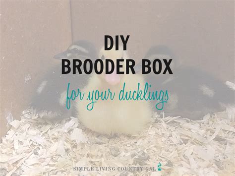 Setting Up A Diy Brooder Box For Ducklings Simple Living Country Gal