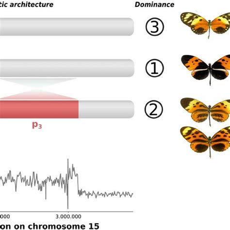 Genetic Architecture And Divergence At The Mimicry Supergene A Download Scientific Diagram