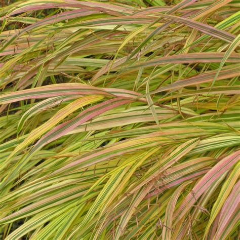 Hakonechloa Macra Aureola Golden Variegated Japanese Forest Grass
