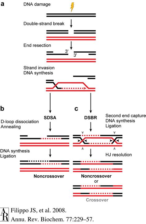 Pathways Of Dna Double Strand Break Repair By Homologous Recombination