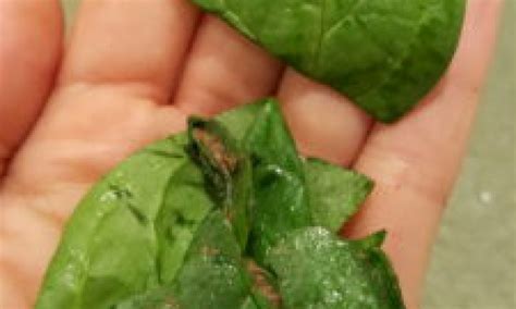 Snails And Spinach Shalom Adventure Magazine