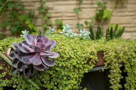 Savvy Succulents Embracing Drought Tolerant Beauties In Utah The