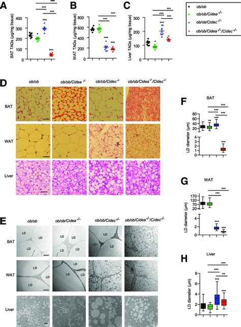 Reduced Tag Content And Small Lds In Ob Ob Cidea 2 2 Cidec 2 2 Mice Download Scientific