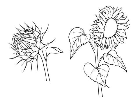 Premium Vector Vector Sunflower Illustrations Set In Line Art Style