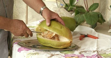 G Produção de maracujá gigante chama a atenção em SP notícias em Vida rural