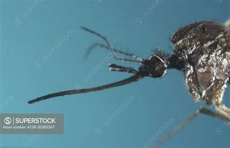 Mosquito Aedes Sp Female Head Detail Portugal Superstock