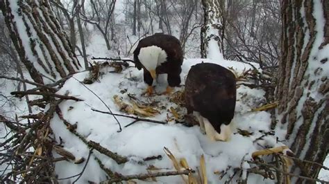 Decorah Eagles 2 17 19 320 Pm Nestorations Youtube