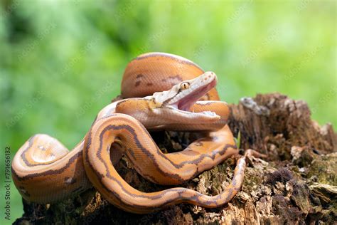 Reticulatus Python Morph Albino Motley Orange Glow Reticulatus Python
