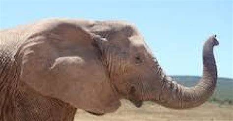 Elephant Terror 14 People Have Been Died In 20 Days In Lohardaga