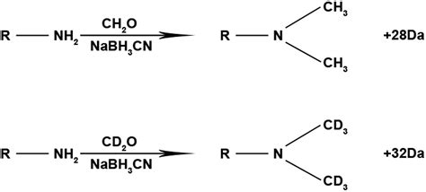 Stable Isotope Dimethyl Labeling Combined With LTQ Mass Spectrometric