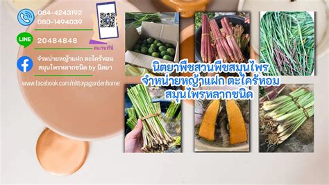 ขายเตาเผาถ่าน200ลิตร ได้น้ำส้มควันไม้ เตาเผาถ่านไร้ควัน จัดส่งทั่วไทย