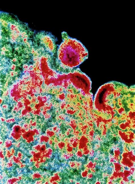 False Col Tem Of Aids Virus Budding From T Cell Photograph By Cnri Science Photo Library Fine