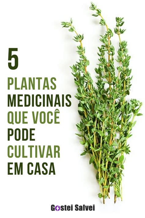 5 Plantas Medicinais Que Você Pode Cultivar Em Casa Gosteisalvei