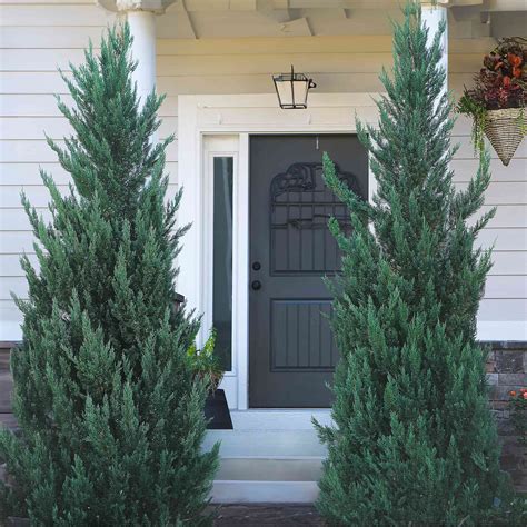 Moonglow Juniper Tree The Sill