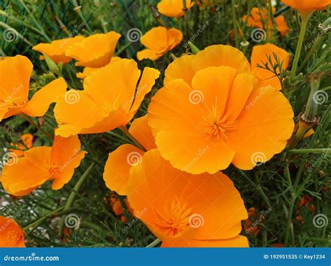 Orange Flowers Eschscholzia Californica Stock Image Image Of Blossom