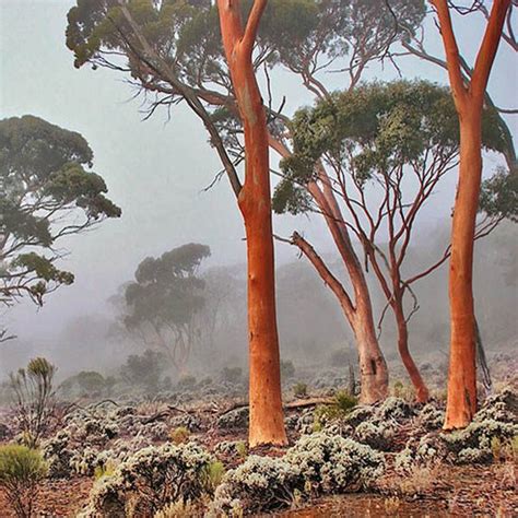 Eucalyptus Salmonophloia Alchetron The Free Social Encyclopedia