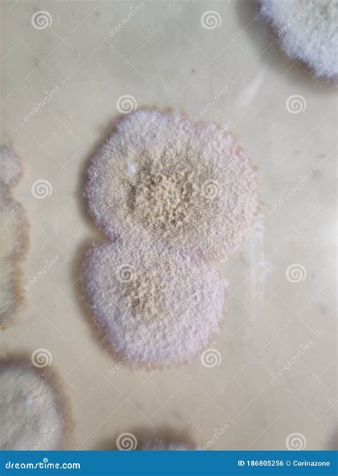 Trichoderma Viridae Young Colonies Stock Image