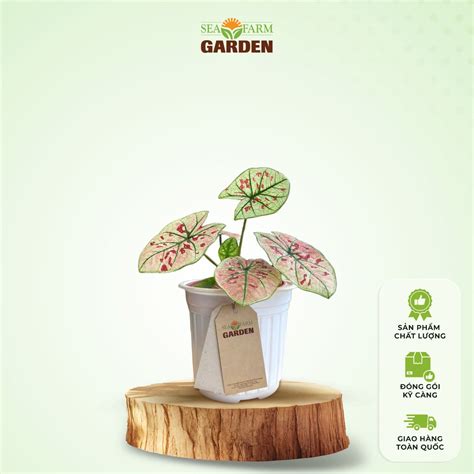 Cây Môn Dâu Nhỏ Seafarm Garden