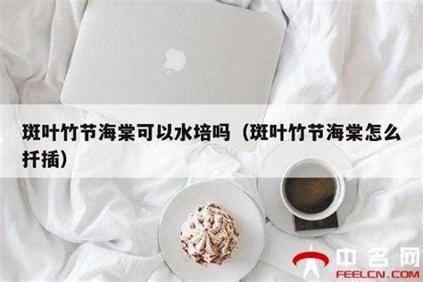 斑叶竹节海棠可以水培吗斑叶竹节海棠怎么扦插 中名网