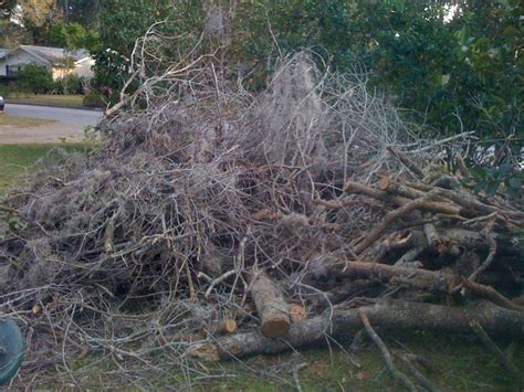 More Tree Disaster Pictures Who S Your Granny